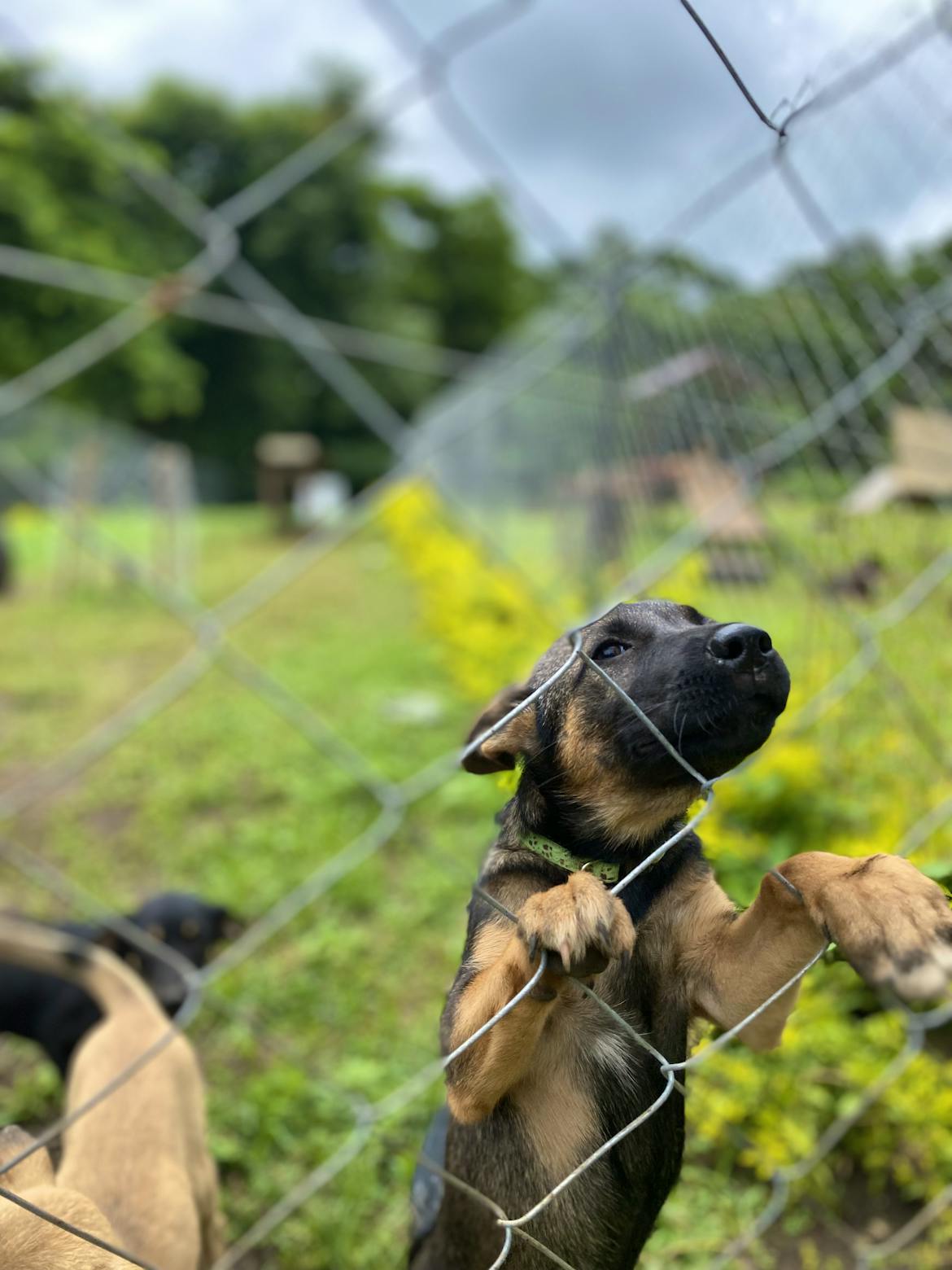 Dog and Cat Shelter Assistant | Volunteer in Tanzania 2025