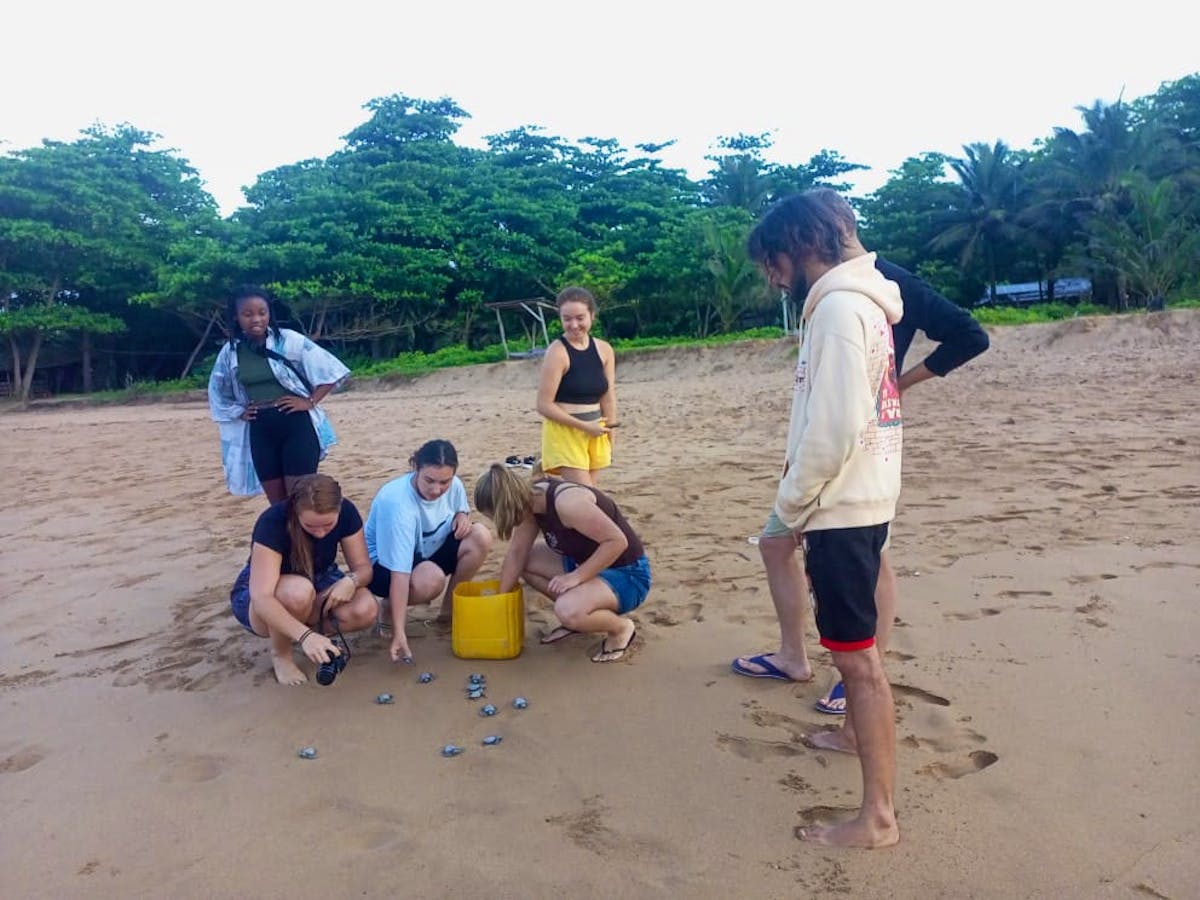 Sea Turtle Conservation | Volunteer in Ghana 2024