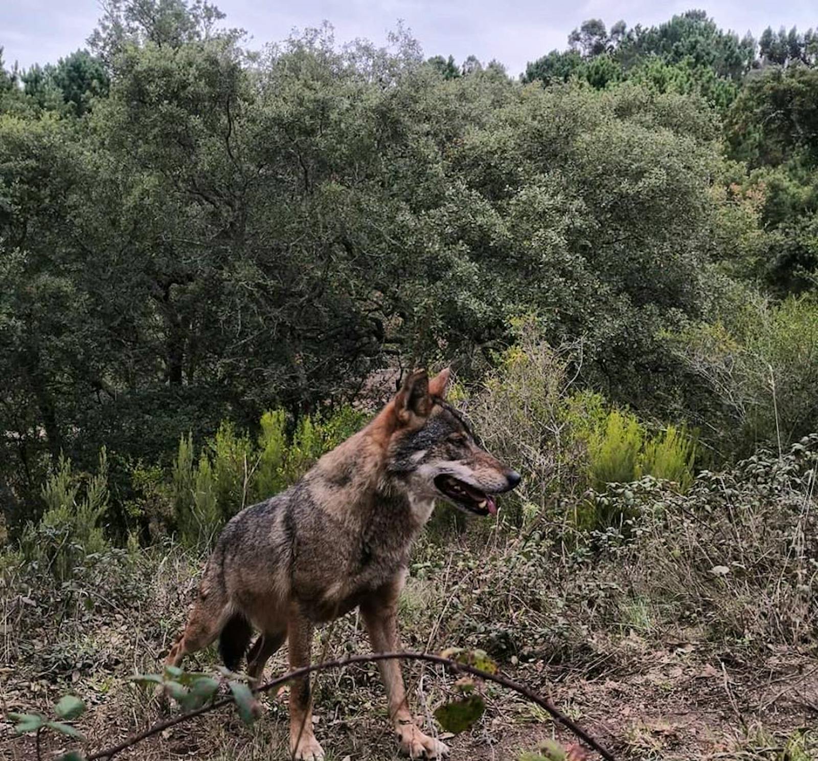 Wolf Sanctuary Caretaker | Volunteer in Portugal 2025