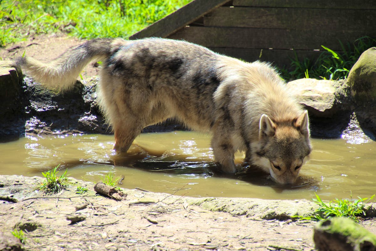 Wolf, Wolfdog and Husky Sanctuary Helper | Volunteer in South Africa 2025