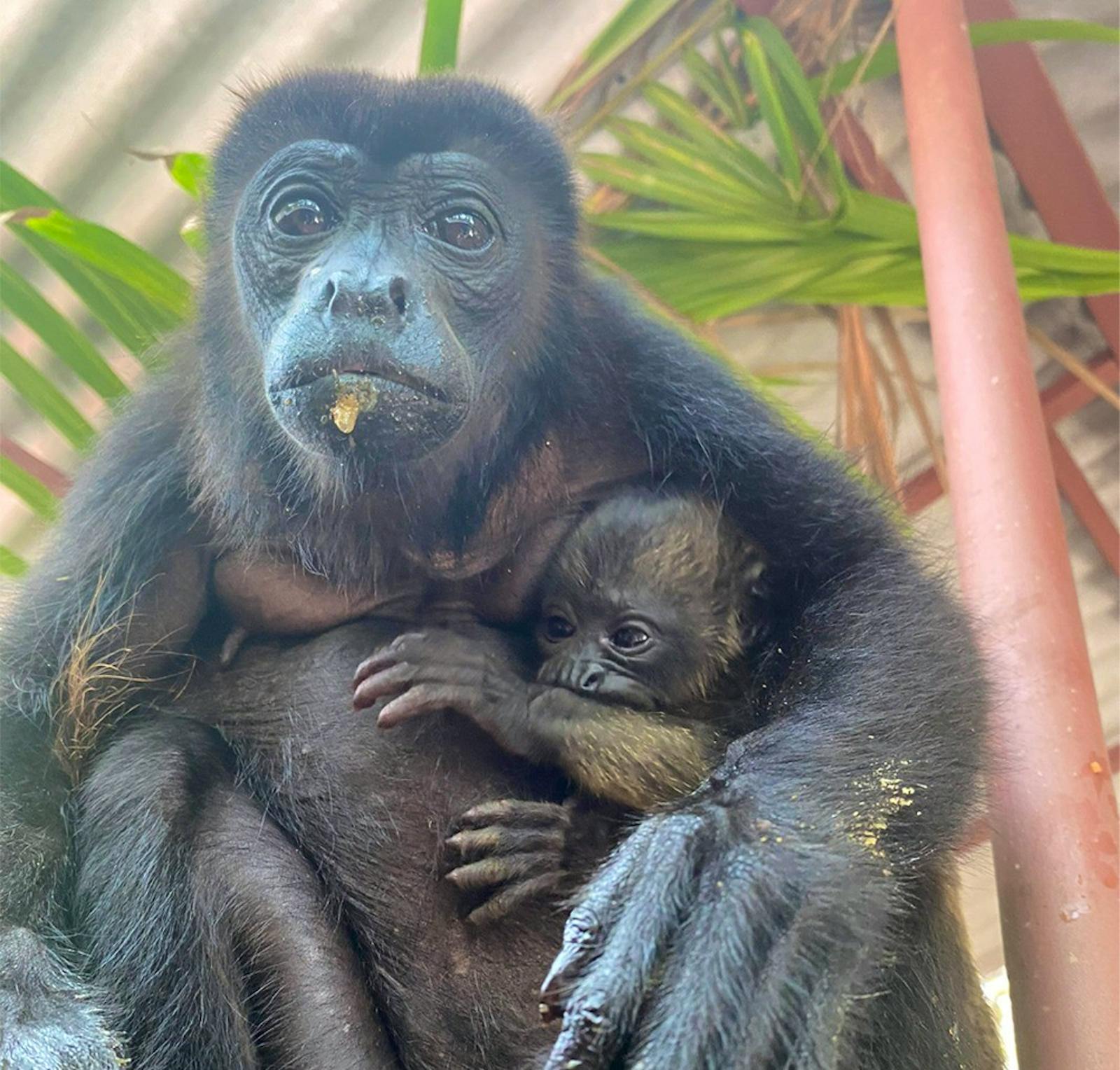 Wildlife Rehabilitation Supporter | Volunteer in Costa Rica 2025