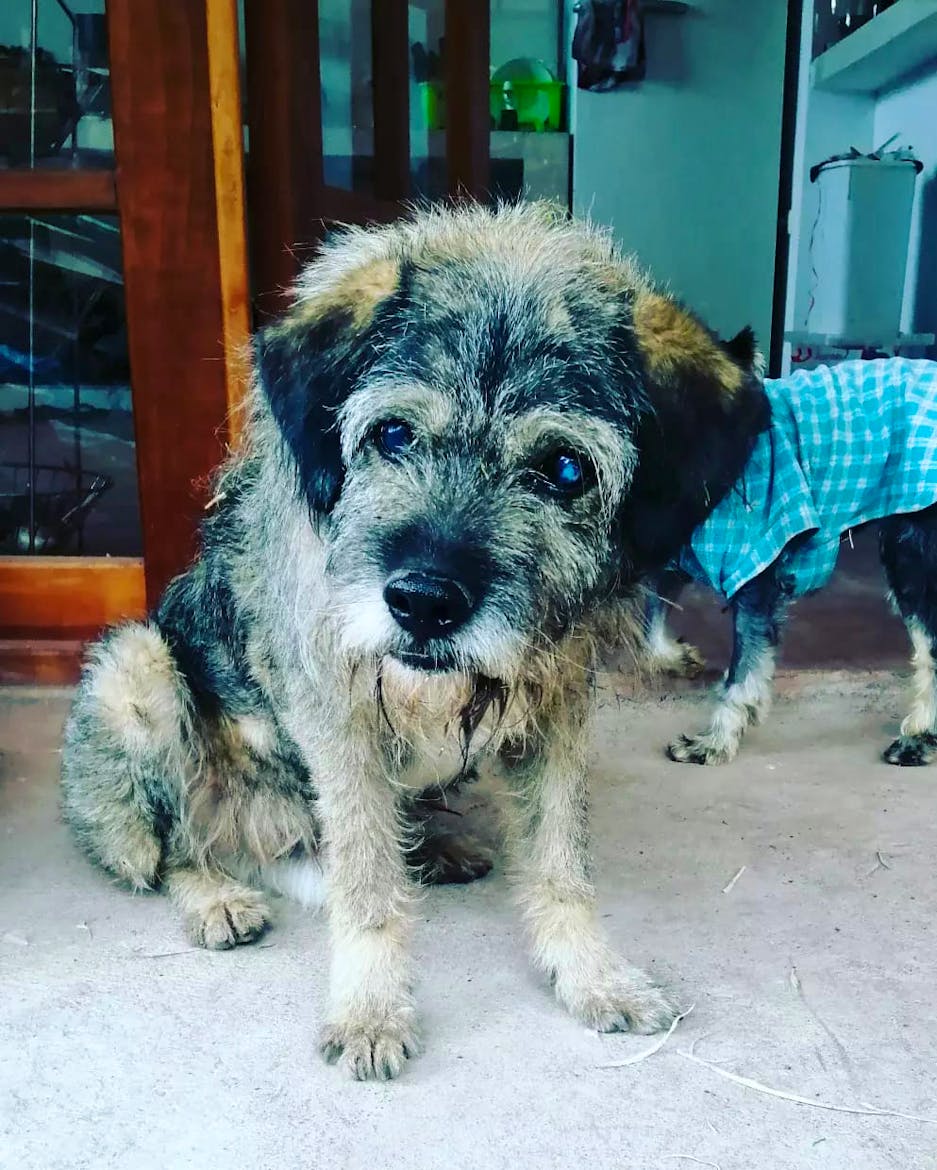 Street Dog Rescuer | Volunteer in Peru 2025