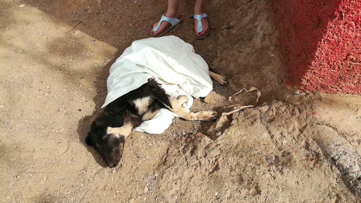 Animal saver | Volunteer in Cape Verde 2025