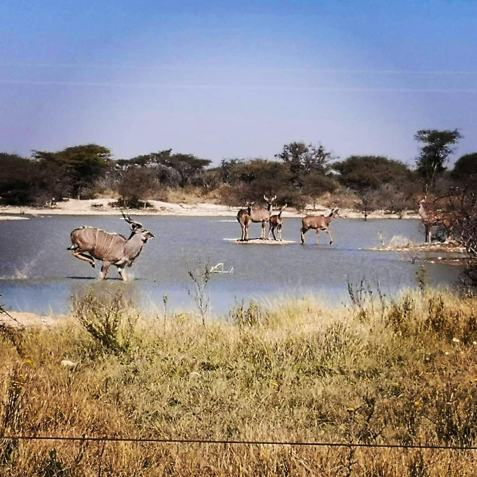 Horse and Farm Support | Volunteer in Namibia 2025