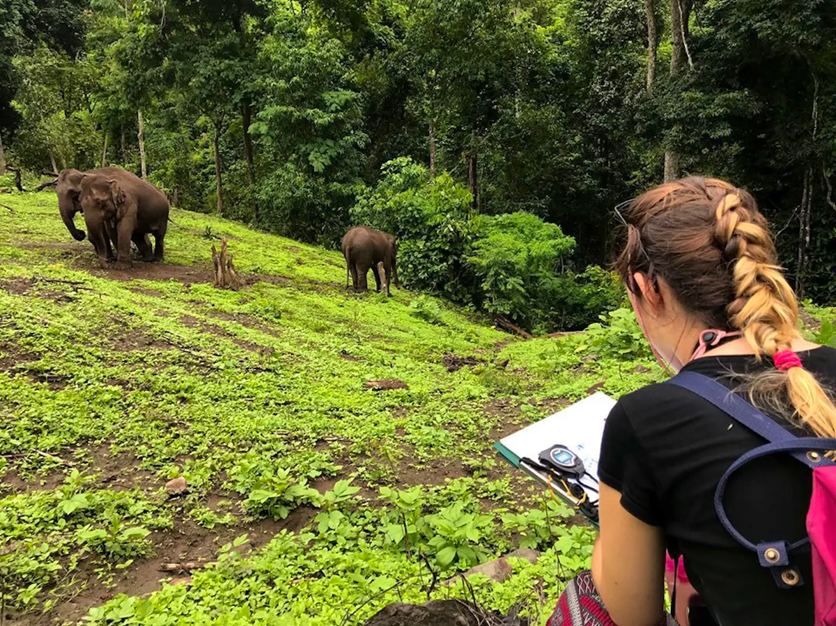 Visit and Help Elephants | Volunteer in Thailand 2025