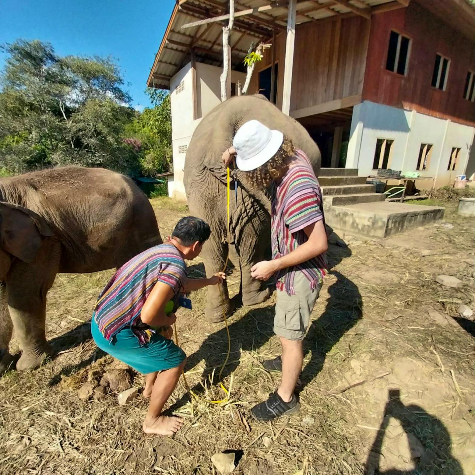 Elephant Care and Rehabilitation | Volunteer in Thailand 2025