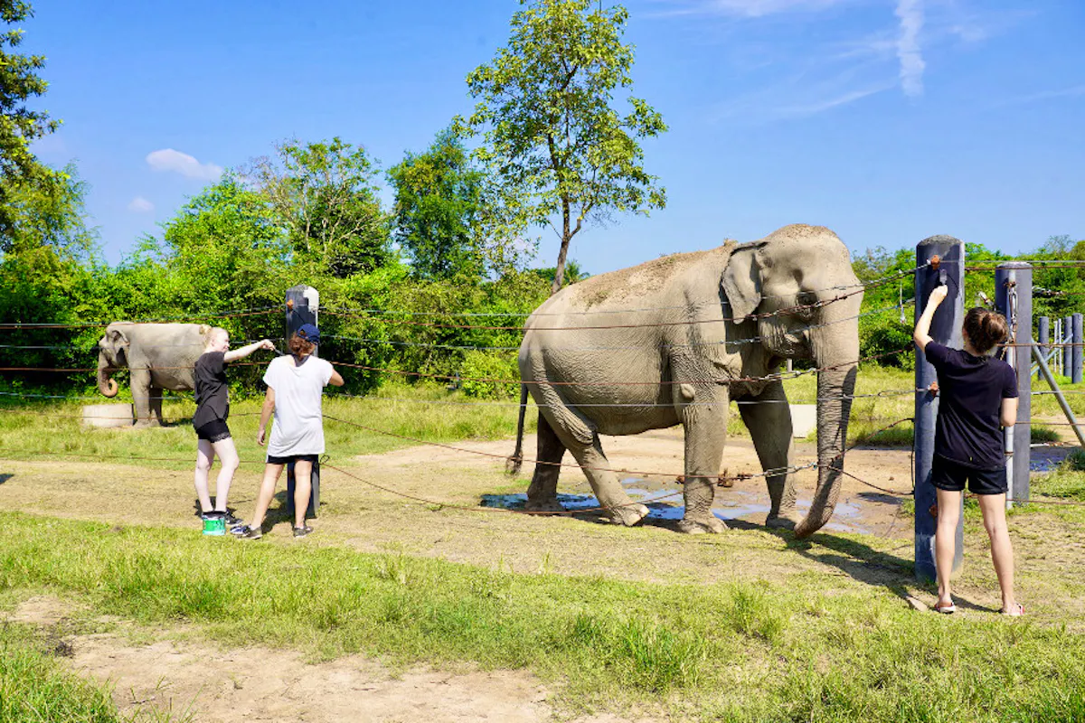 Endangered Elephant Refuge | Volunteer in Thailand 2025