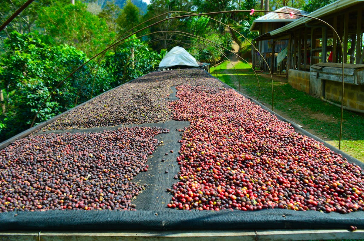 Support a local Organic Coffee Farm | Volunteer in Costa Rica 2025