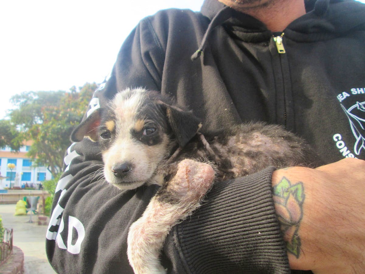 Animal saver | Volunteer in Cape Verde 2025