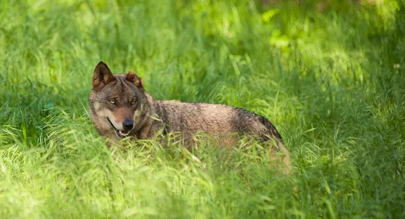 Wolf Sanctuary Caretaker | Volunteer in Portugal 2025