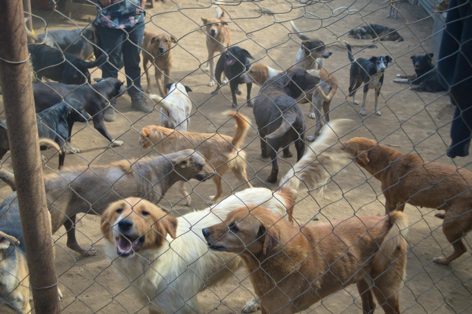Help Local Dog & Cat Rescue Centers | Volunteer in Guatemala 2025