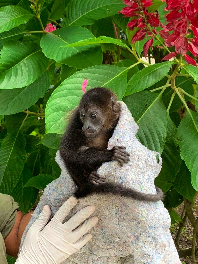 Animal Wildlife Rescue | Volunteer in Costa Rica 2023