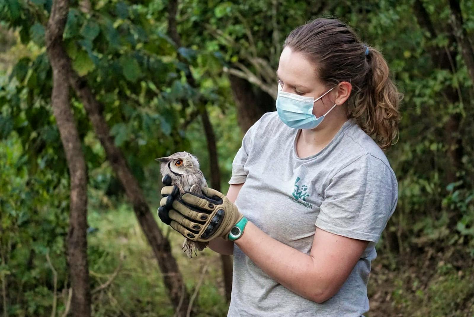 Wildlife Vet Externship | Volunteer in Malawi 2025