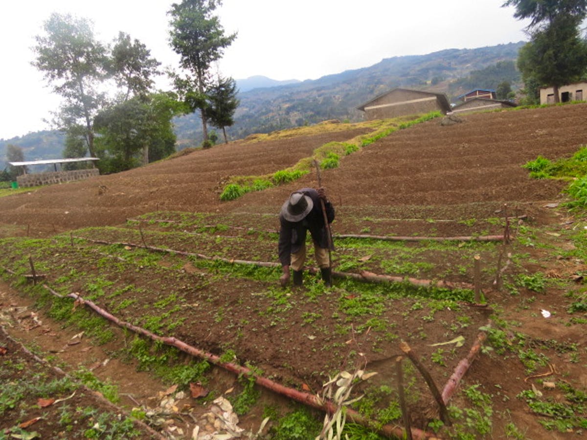 Reforestation Technical Assistant | Volunteer in Rwanda 2025