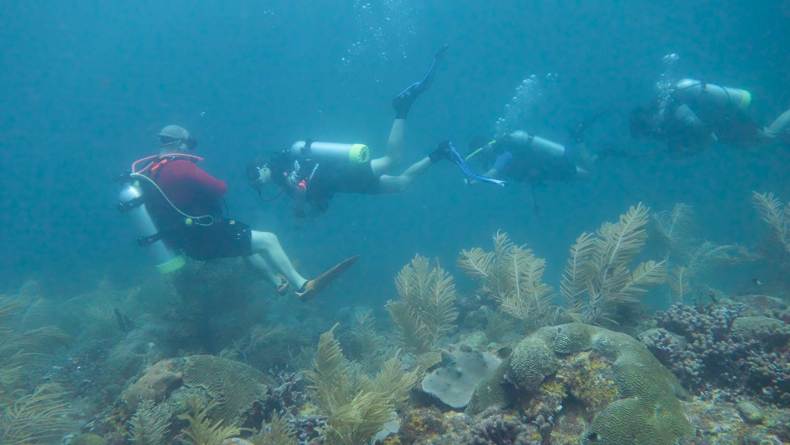 Marine Conservation Dive Master | Volunteer in Grenada 2025