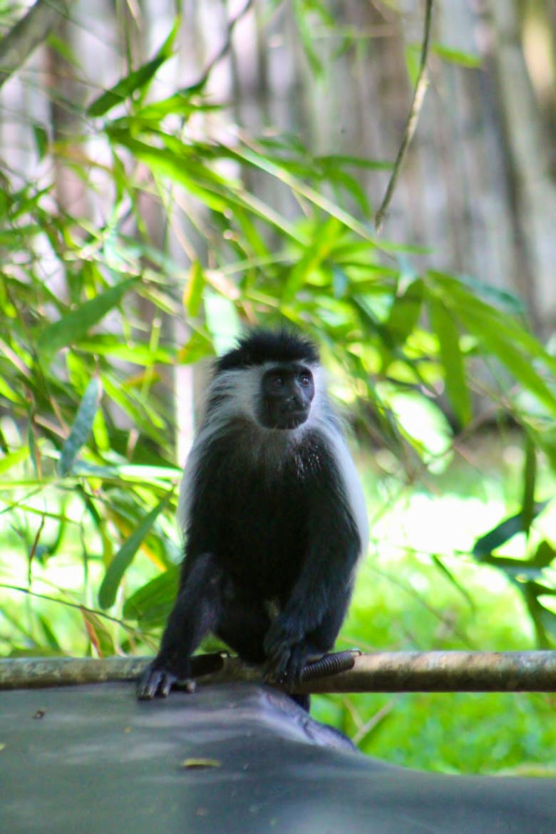 Primate Conservationists | Volunteer in Kenya 2025