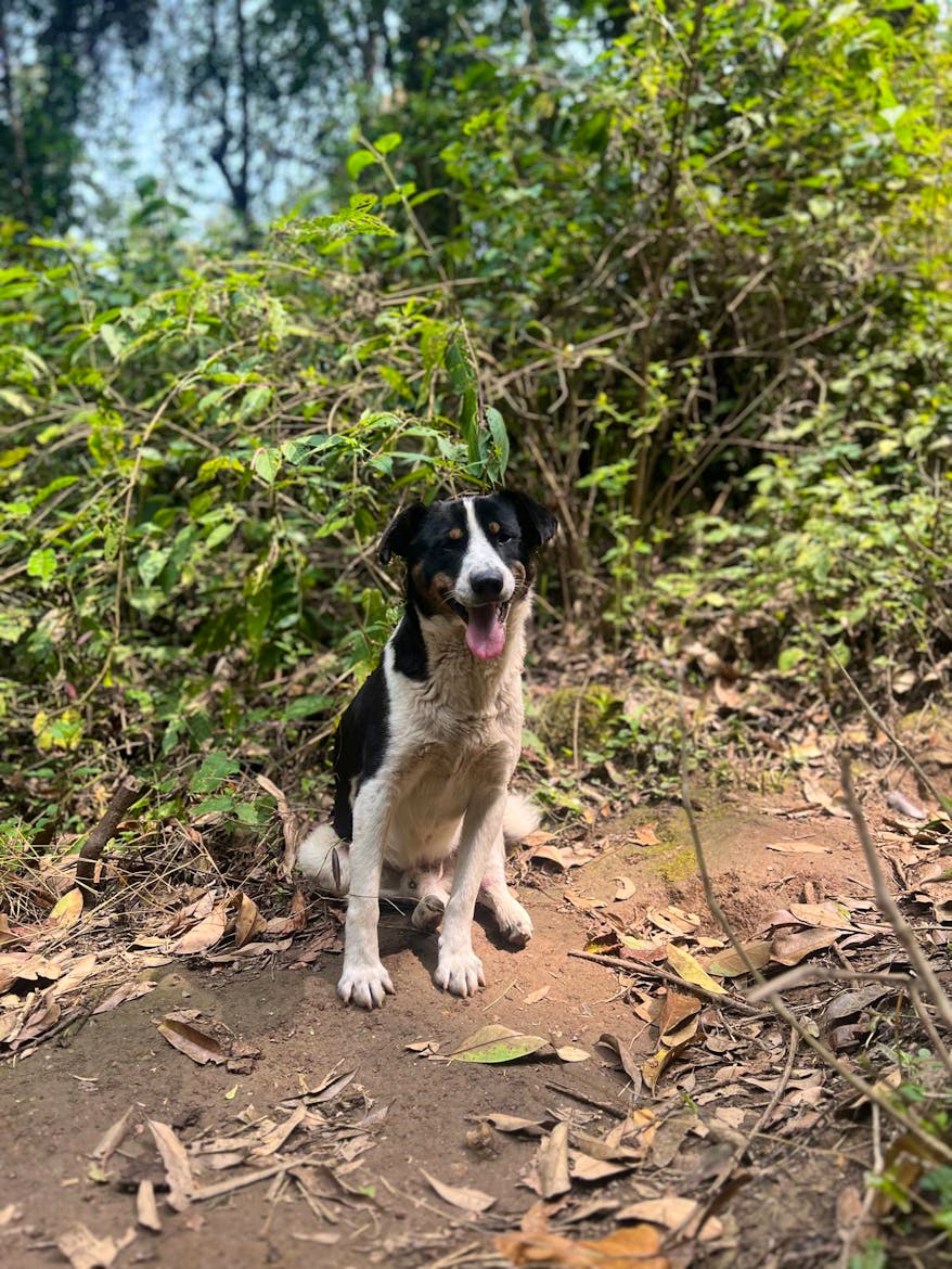 Hands-on Veterinary Experience | Volunteer in Nepal 2025