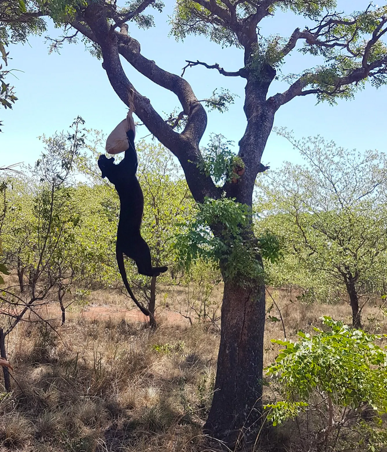 Cheetah and wildlife rehabilitation centre | Volunteer in South Africa 2025