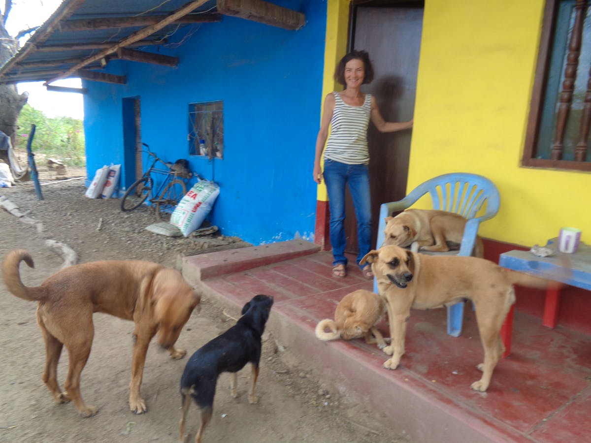 Street Animal Rescue Supporter | Volunteer in Peru 2025