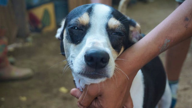 Dog Rescue Center Supporter | Volunteer in Mexico 2025