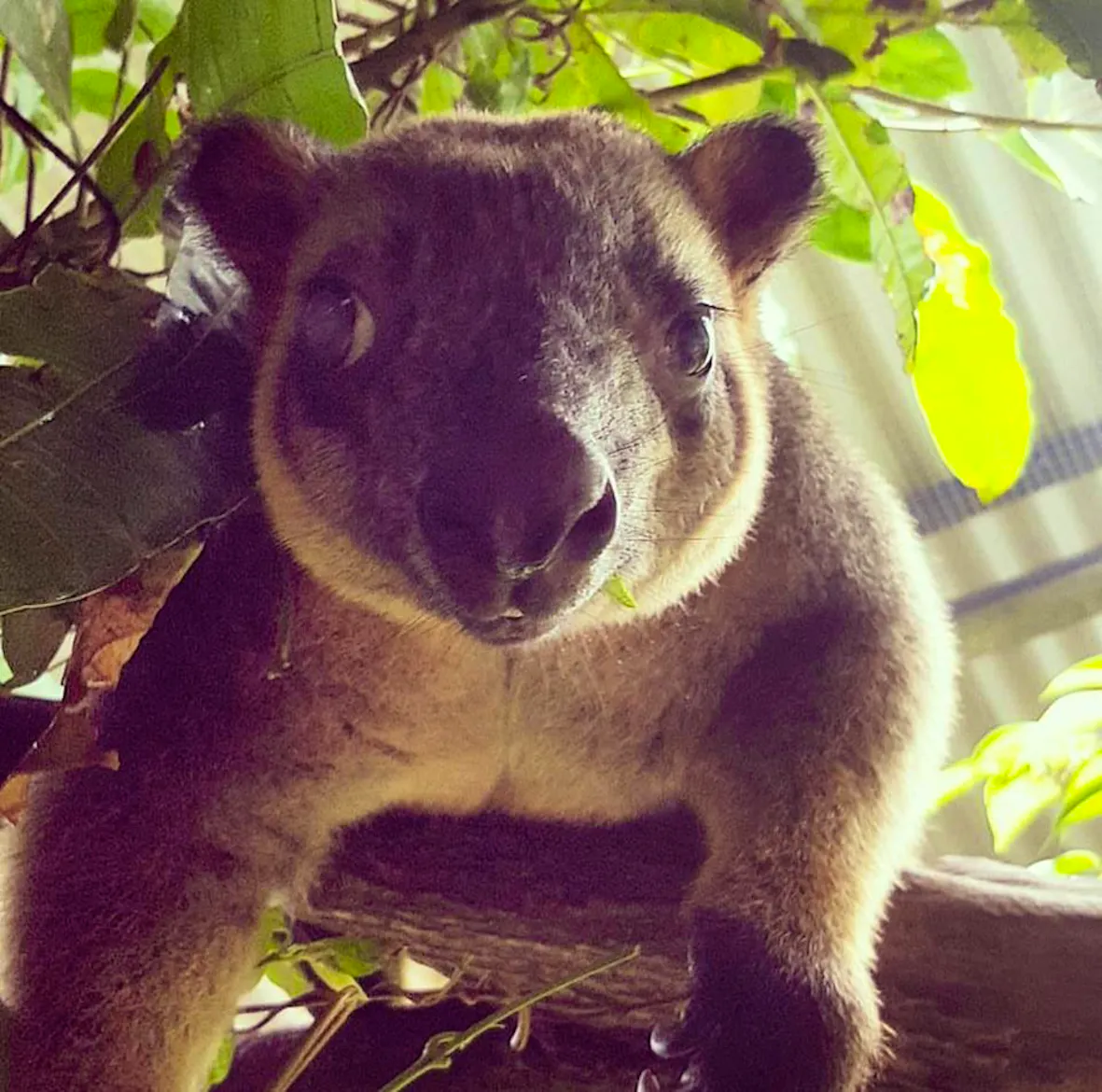 Tropical Exotic Wildlife Caretaker | Volunteer in Australia 2025