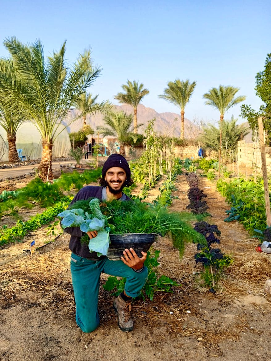 Regenerative Agriculture in Sinai Desert | Volunteer in Egypt 2025