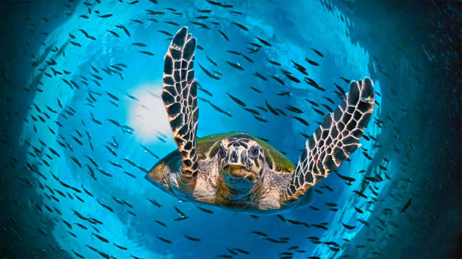 Sea Turtle Conservation & Scuba Diving | Volunteer in Belize 2025