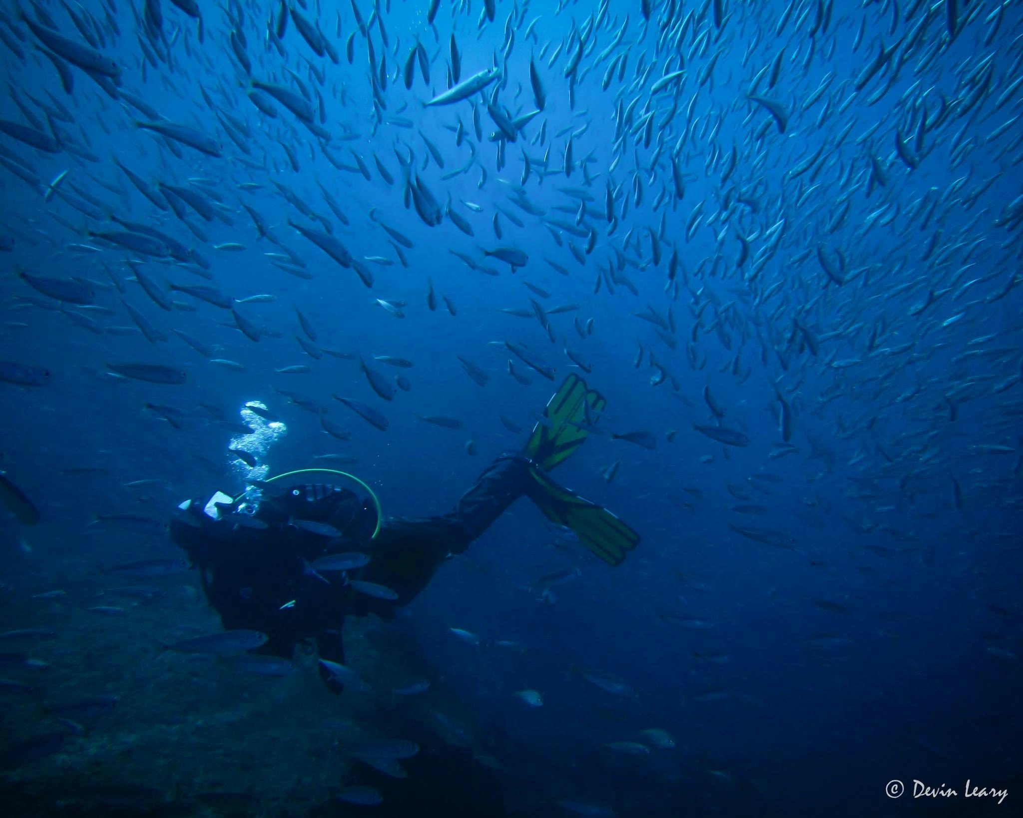 Environmental Scuba Diving | Volunteer in Portugal 2025