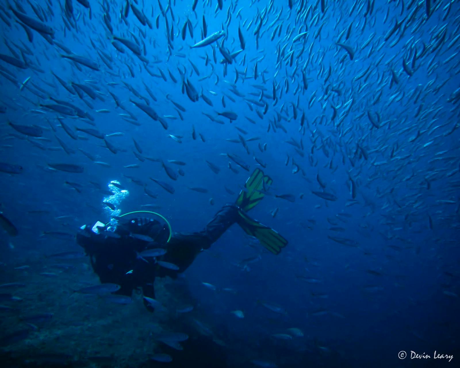 Environmental Scuba Diving | Volunteer in Portugal 2025