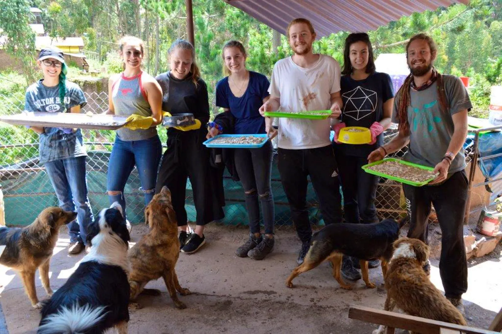 Stray Dog Rehabilitation | Volunteer in Peru 2025