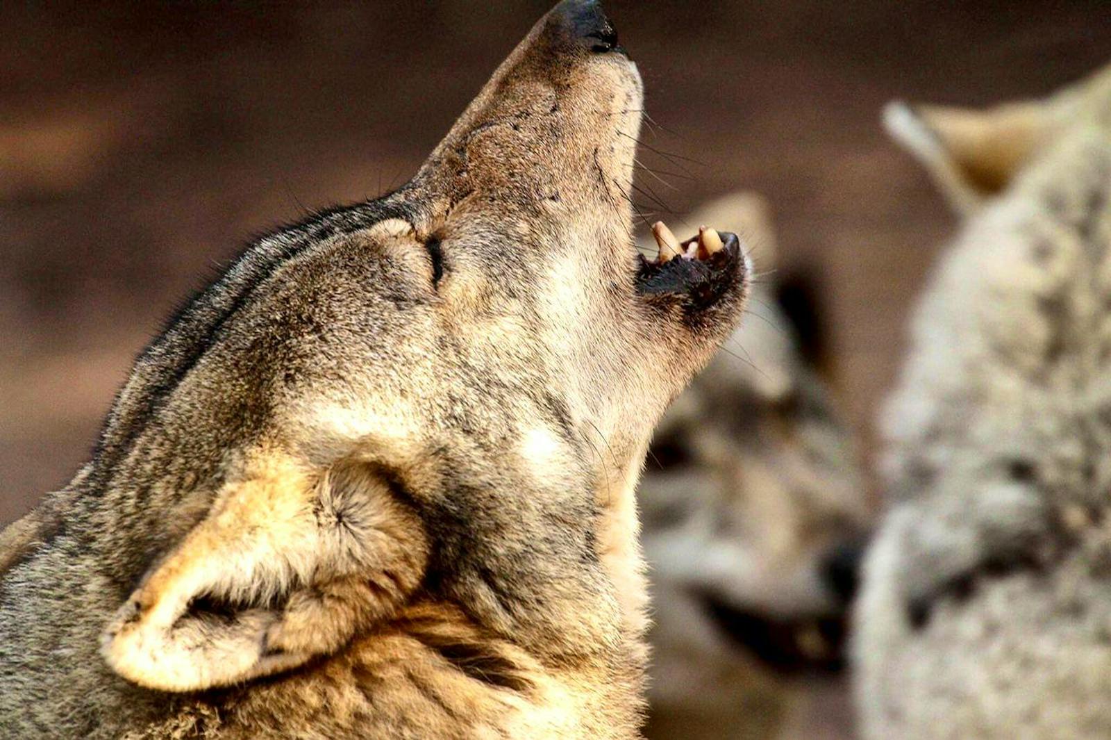 Wolf, Wolfdog and Husky Sanctuary Helper | Volunteer in South Africa 2025