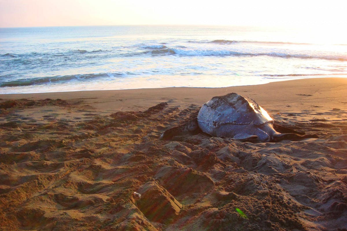 Leatherback Turtle Conservation | Volunteer in Costa Rica 2025