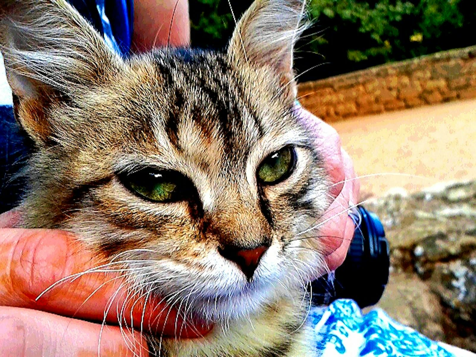 Animal Caretaker Assistant | Volunteer in Morocco 2025