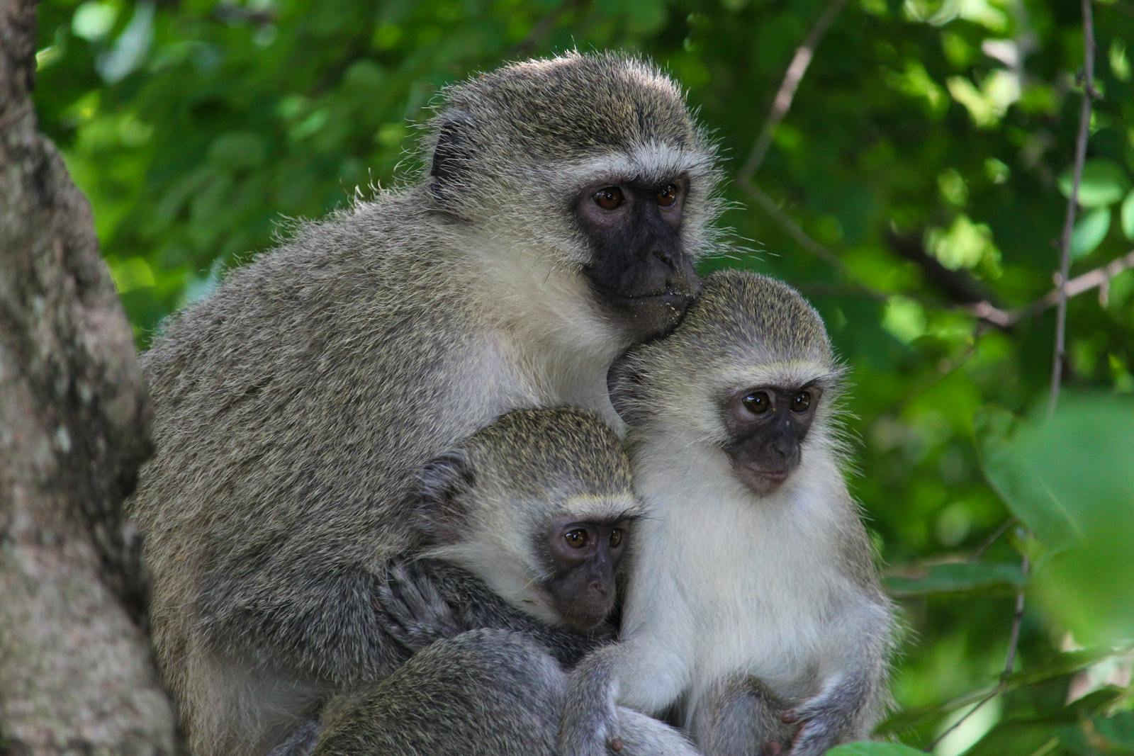 Primate Sanctuary experience | Volunteer in South Africa 2025