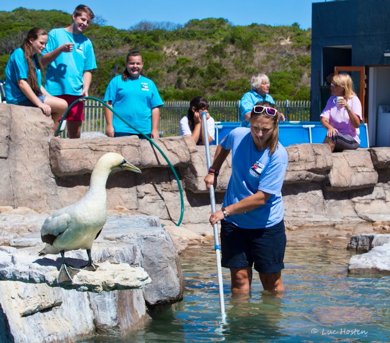 Penguin Rescue and Rehabilitation Assistant | Volunteer in South Africa ...