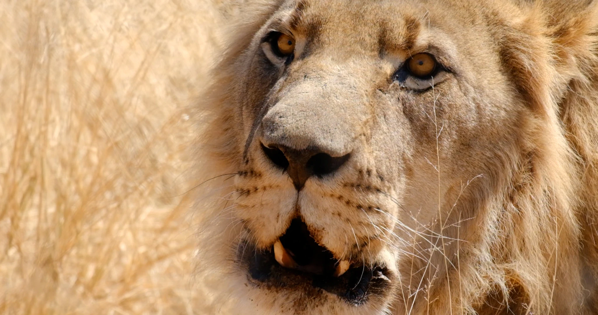 Harnas Wildlife Sanctuary | Volunteer in Namibia 2025