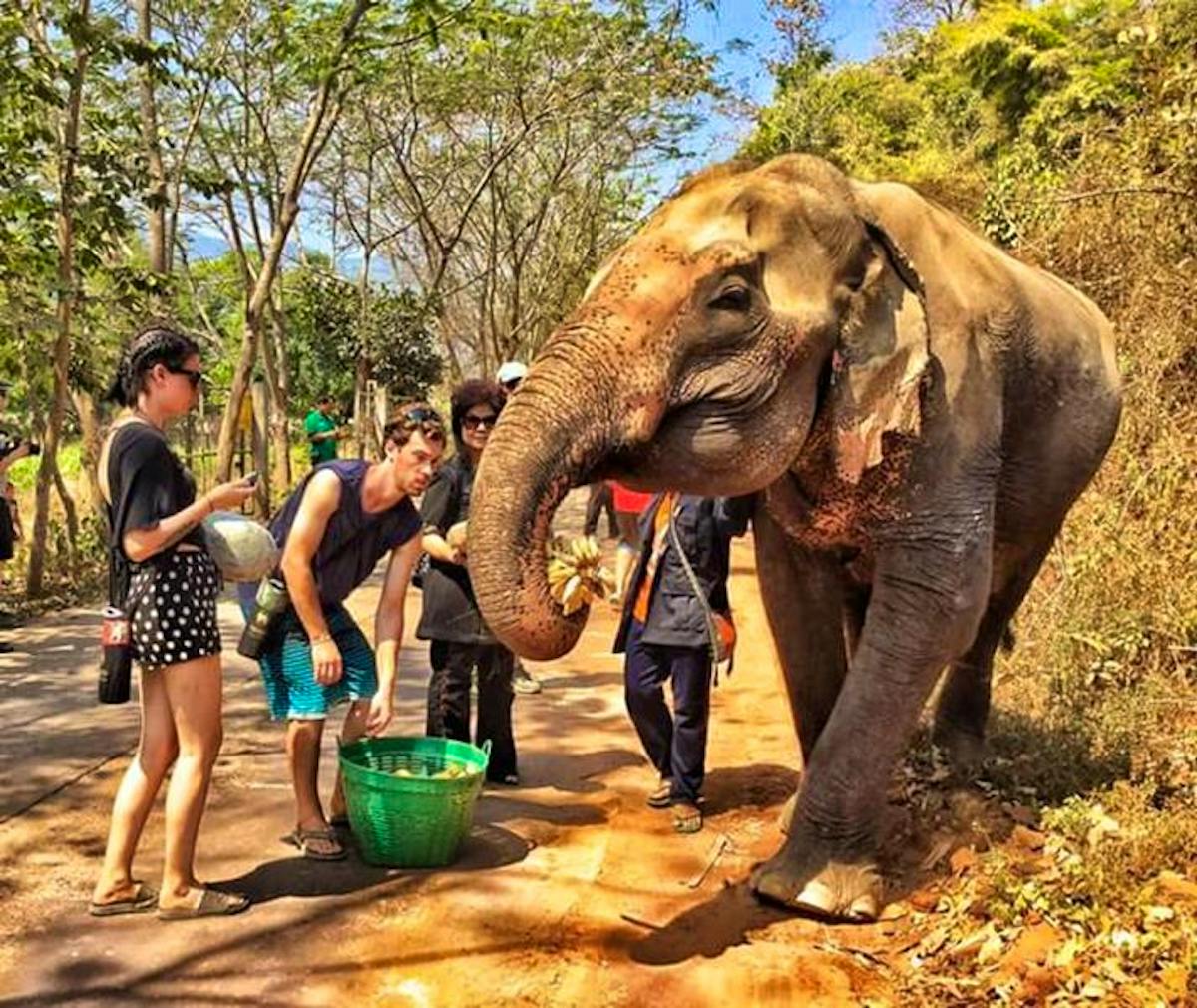 Forest Elephant Sanctuary | Volunteer in Thailand 2025