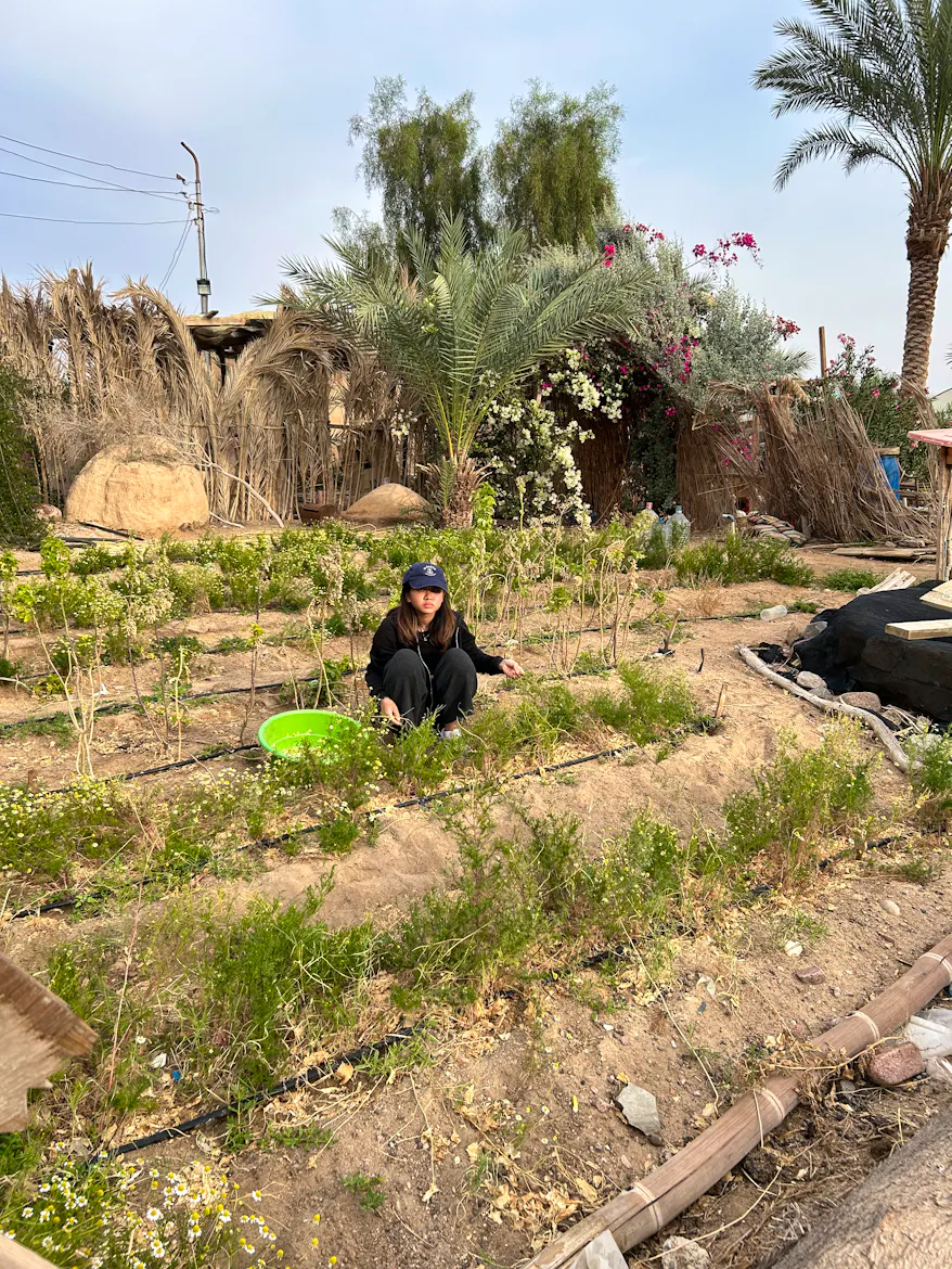 Desert Restoration Helper | Volunteer in Egypt 2025