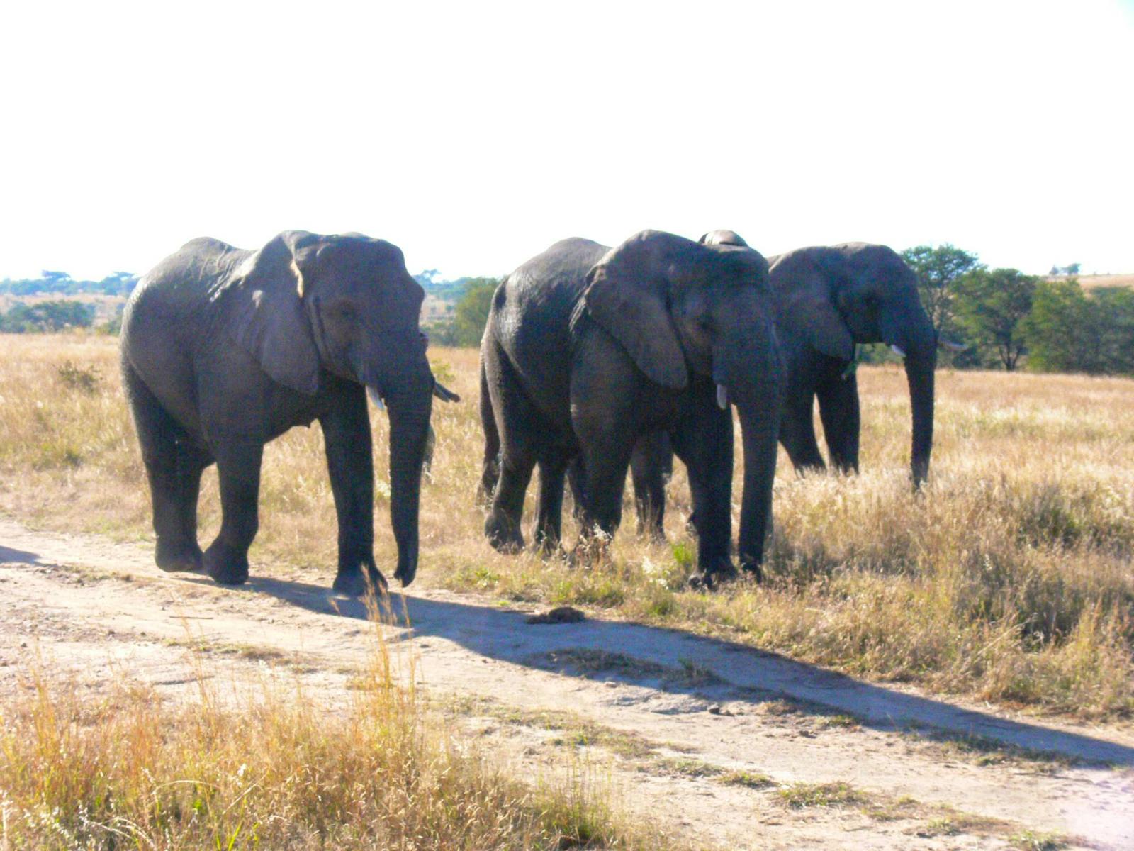 Rural Community Development Assistant | Volunteer in Zimbabwe 2025