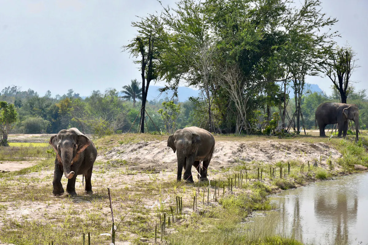 Endangered Elephant Refuge | Volunteer in Thailand 2025