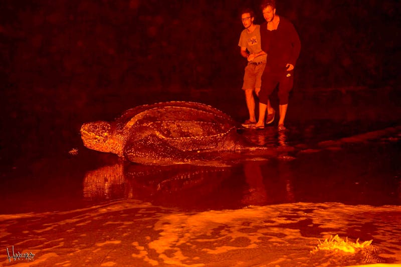 Leatherback Turtle Ambassador | Volunteer in Costa Rica 2025