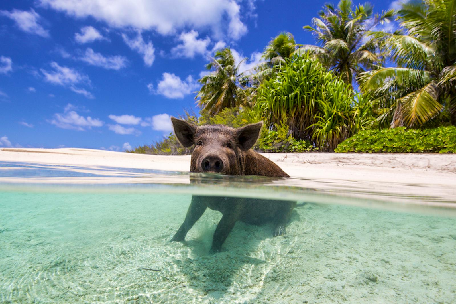 Dolphin behavior and conservation | Volunteer in French Polynesia 2025