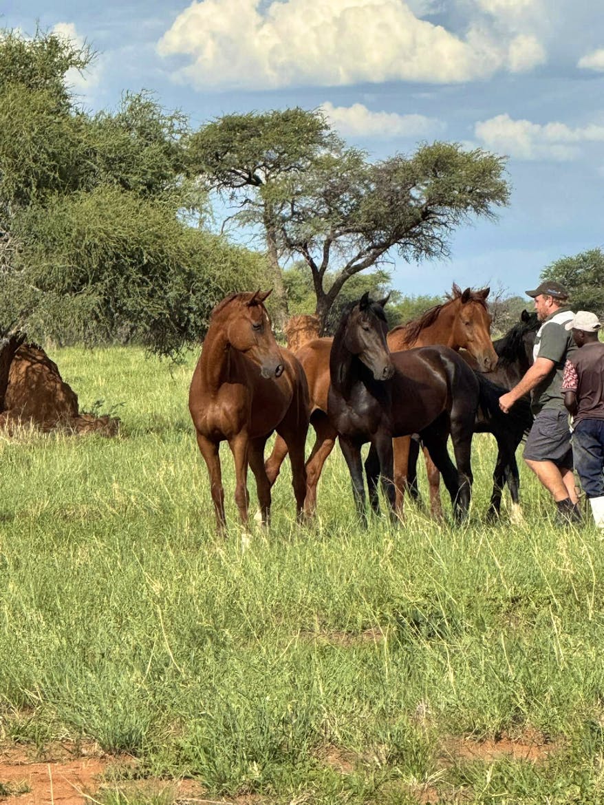 Horse and Stable Care | Volunteer in Namibia 2025
