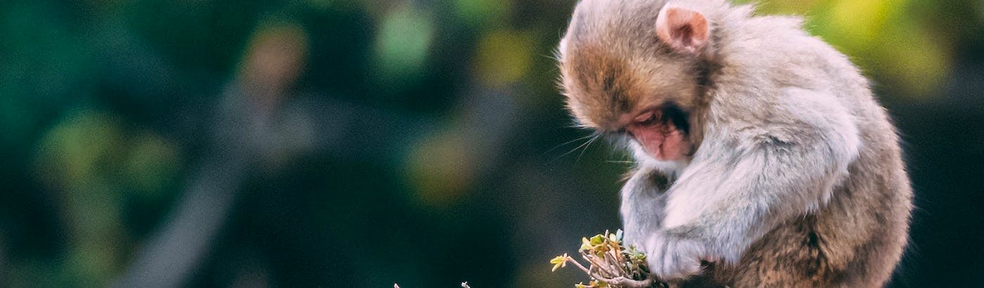 Volunteer with primates Indonesia | Top Projects 2026 | Volunteer World