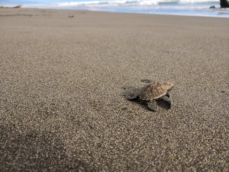 Sloth Monitoring and Turtle Conservation | Volunteer in Costa Rica 2025