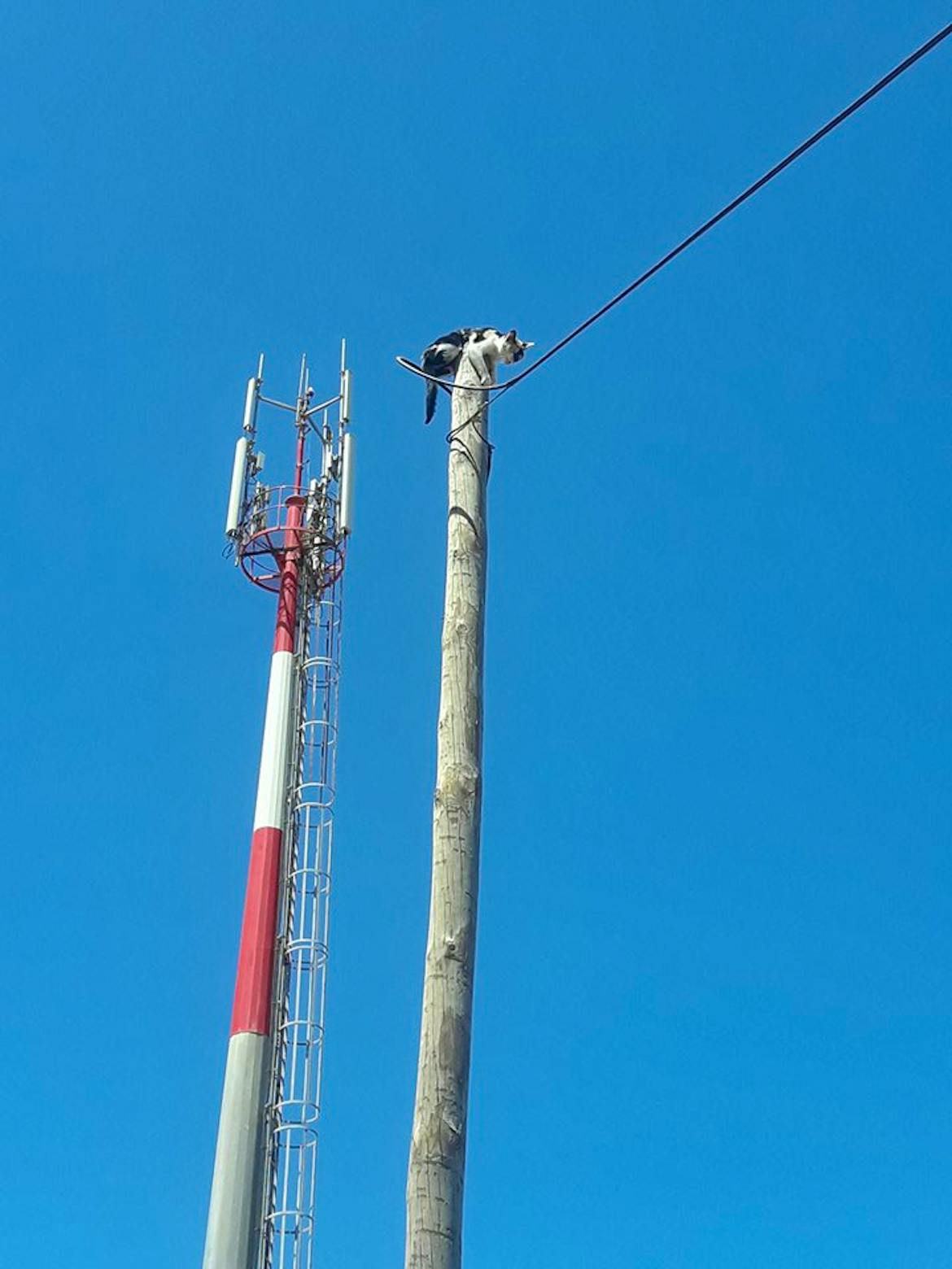 Animal saver | Volunteer in Cape Verde 2025