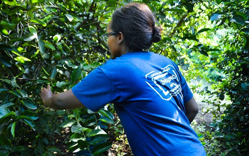 Support a Local Organic Farm | Volunteer in Peru 2025