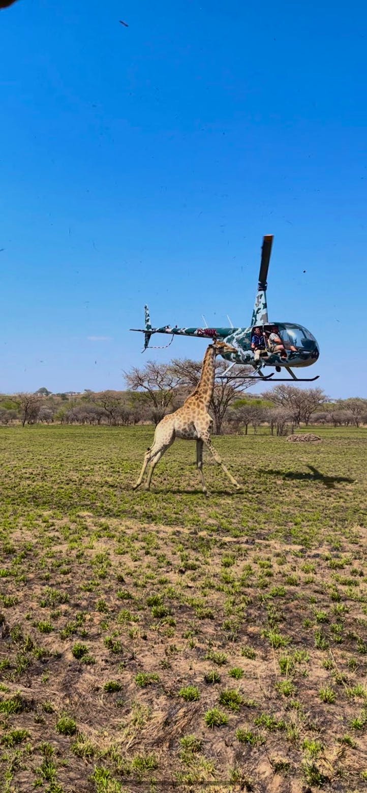 Wildlife Relocation and Veterinary Experience | Volunteer in South ...