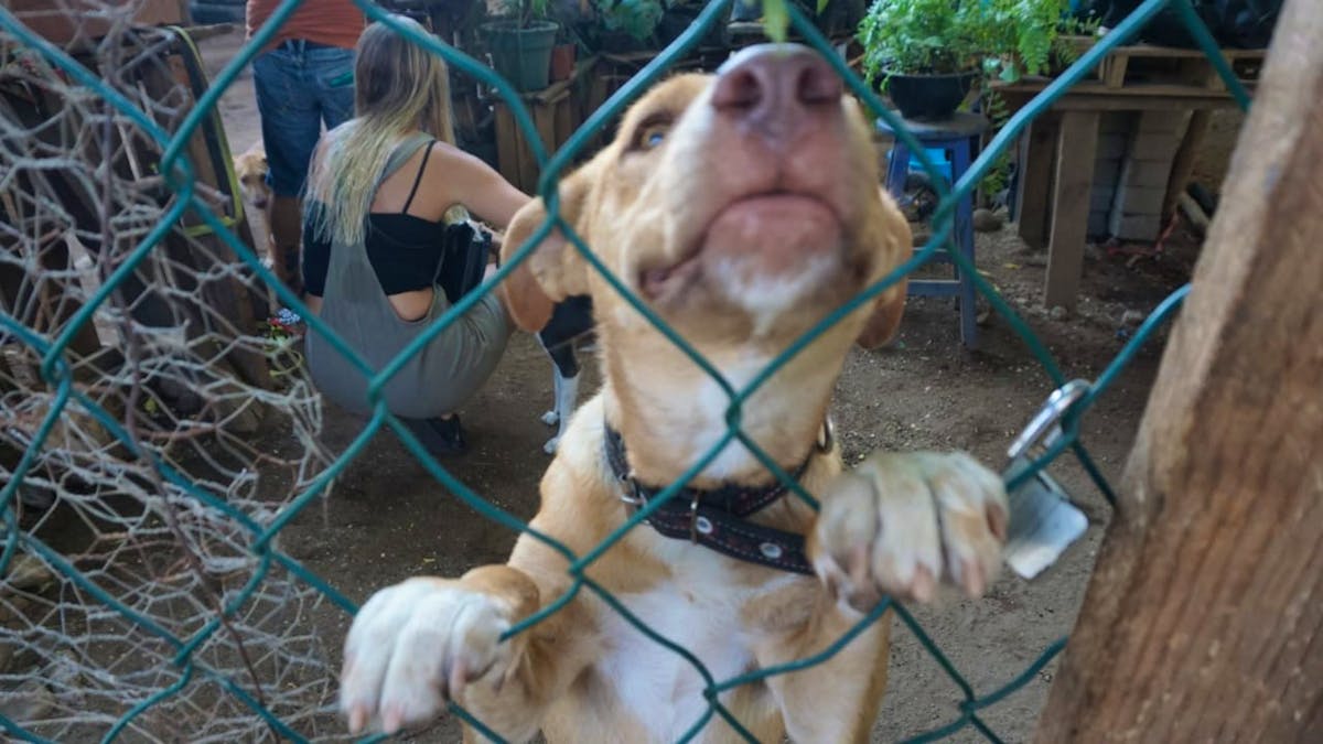 Dog Rescue Center Supporter | Volunteer in Mexico 2025