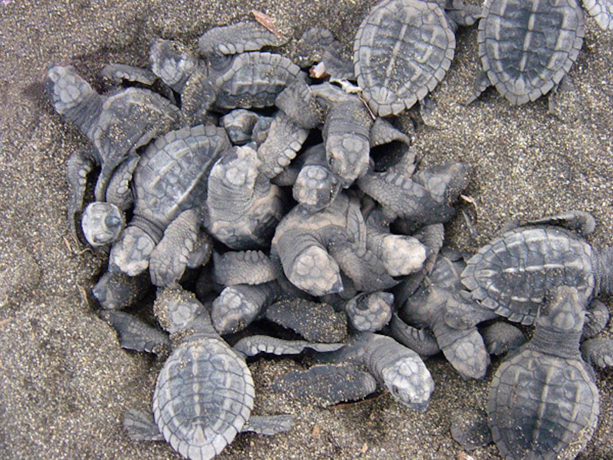 Turtle Conservation at the Pacific Coast | Volunteer in Guatemala 2025